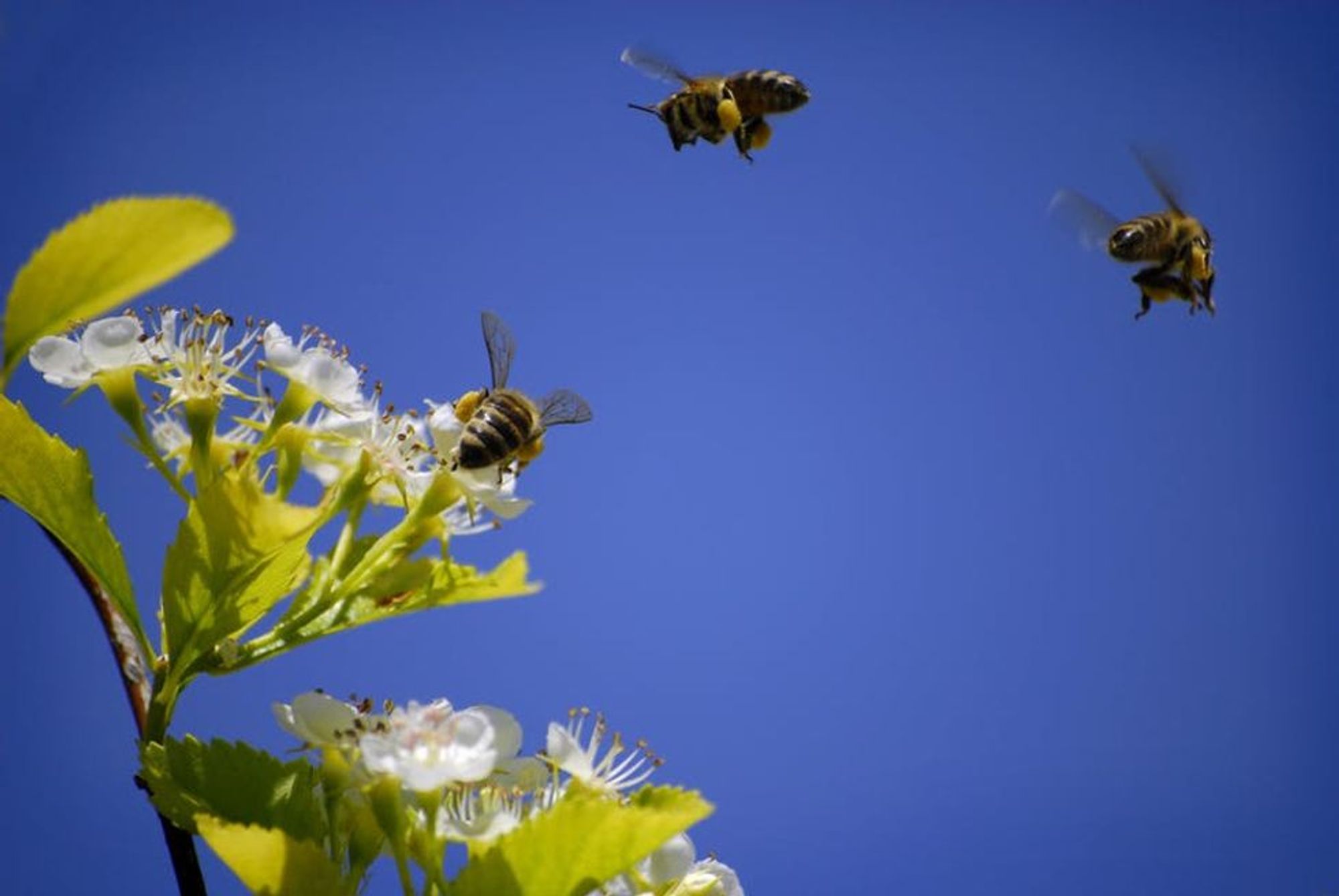 Here's what smart bees can teach humans about collective intelligence ...